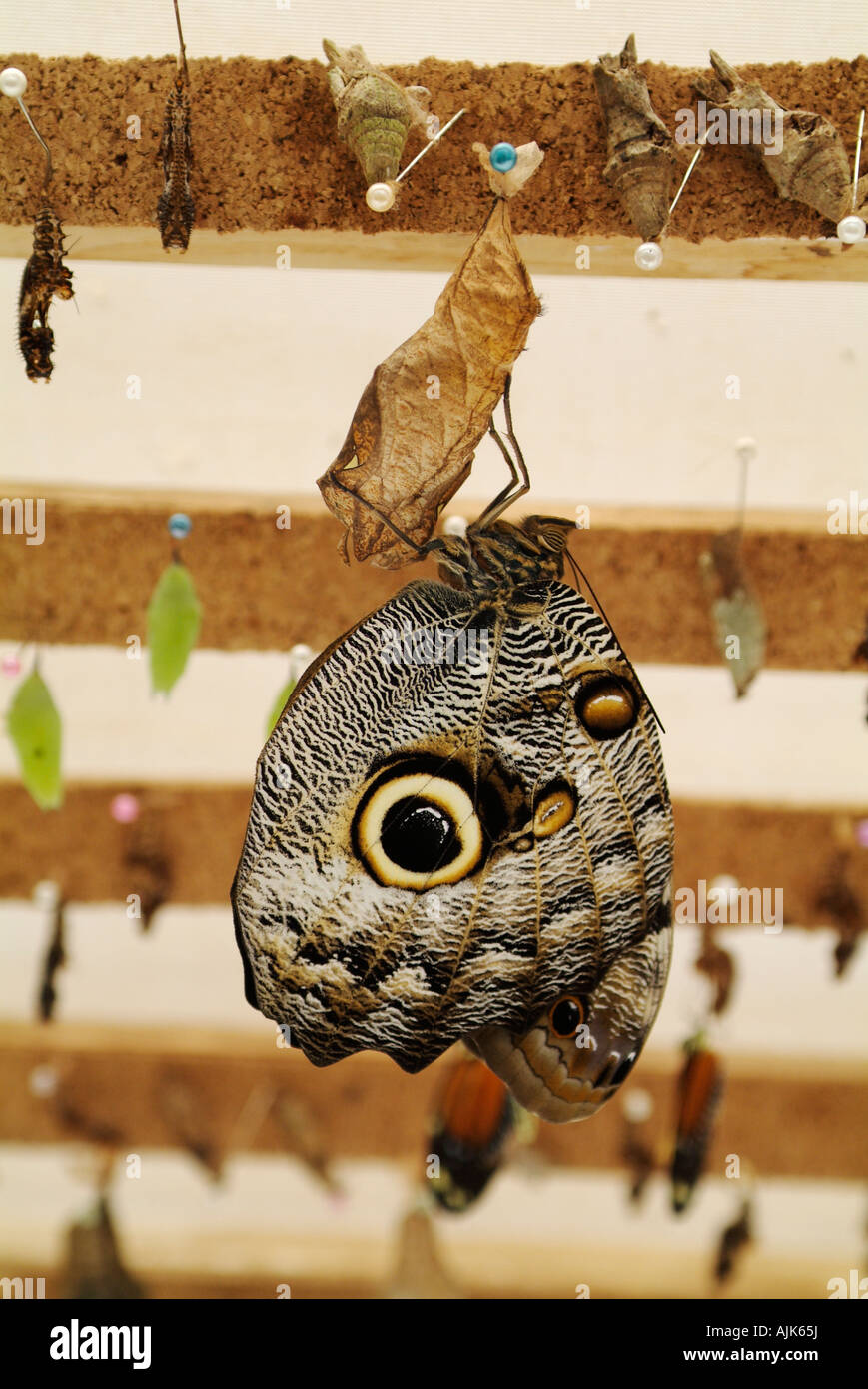 Owl butterfly chrysalis caligo hi-res stock photography and images - Alamy