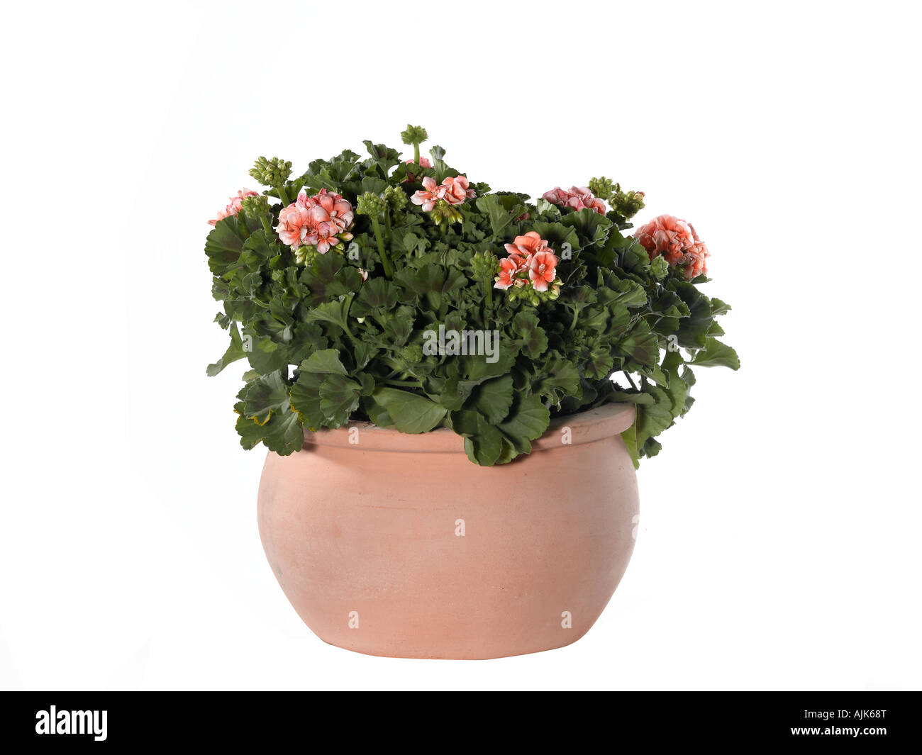 Geranium pot cut out hi-res stock photography and images - Alamy