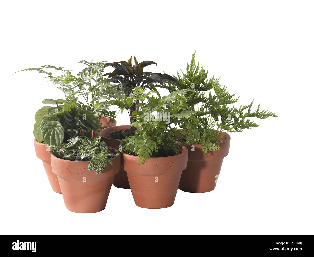 Houseplants gardens Cut Out Stock Images & Pictures - Alamy
