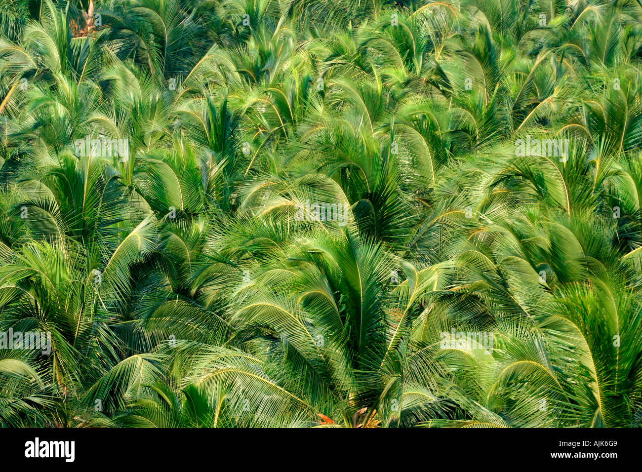 An abundant growth of coconut palms in Kerala, India Stock Photo - Alamy