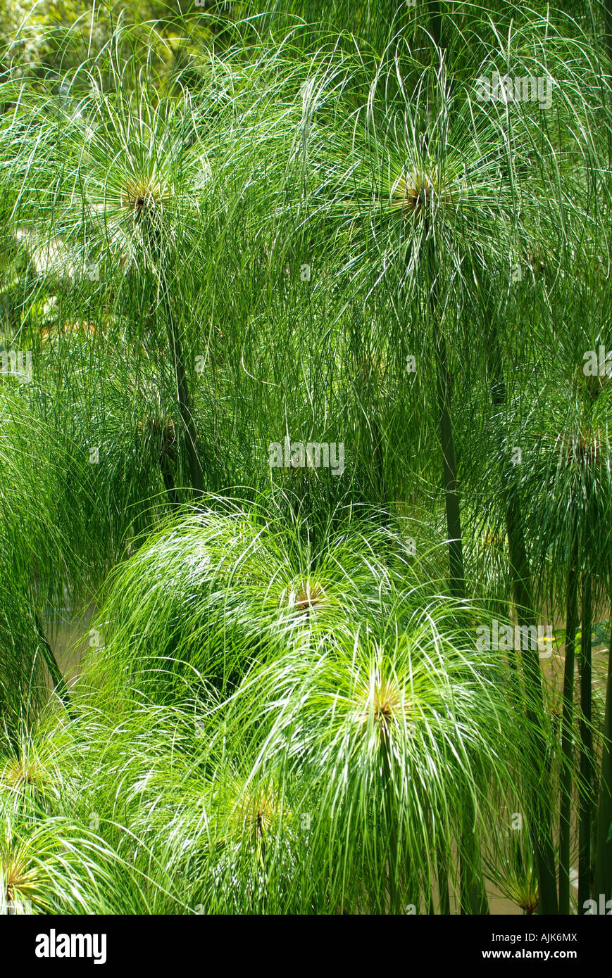 Papyrus sedge or Cyperus papyrus Stock Photo - Alamy