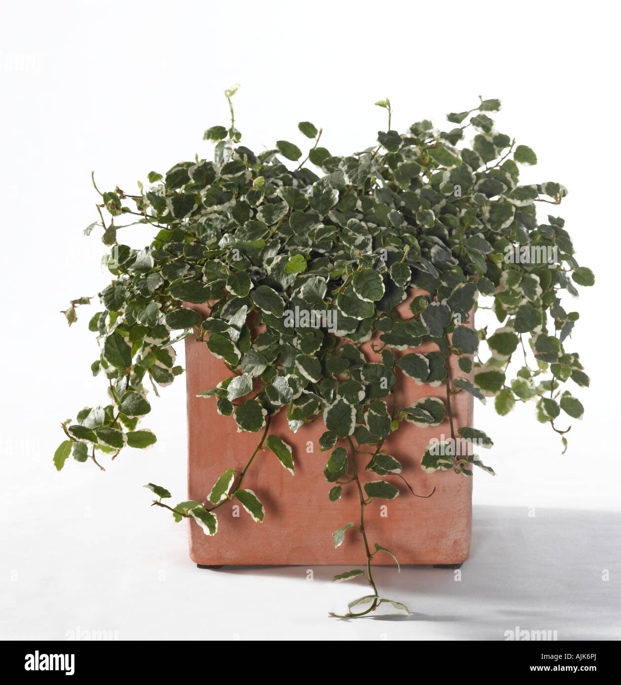Creeping fig Ficus pumila Stock Photo - Alamy