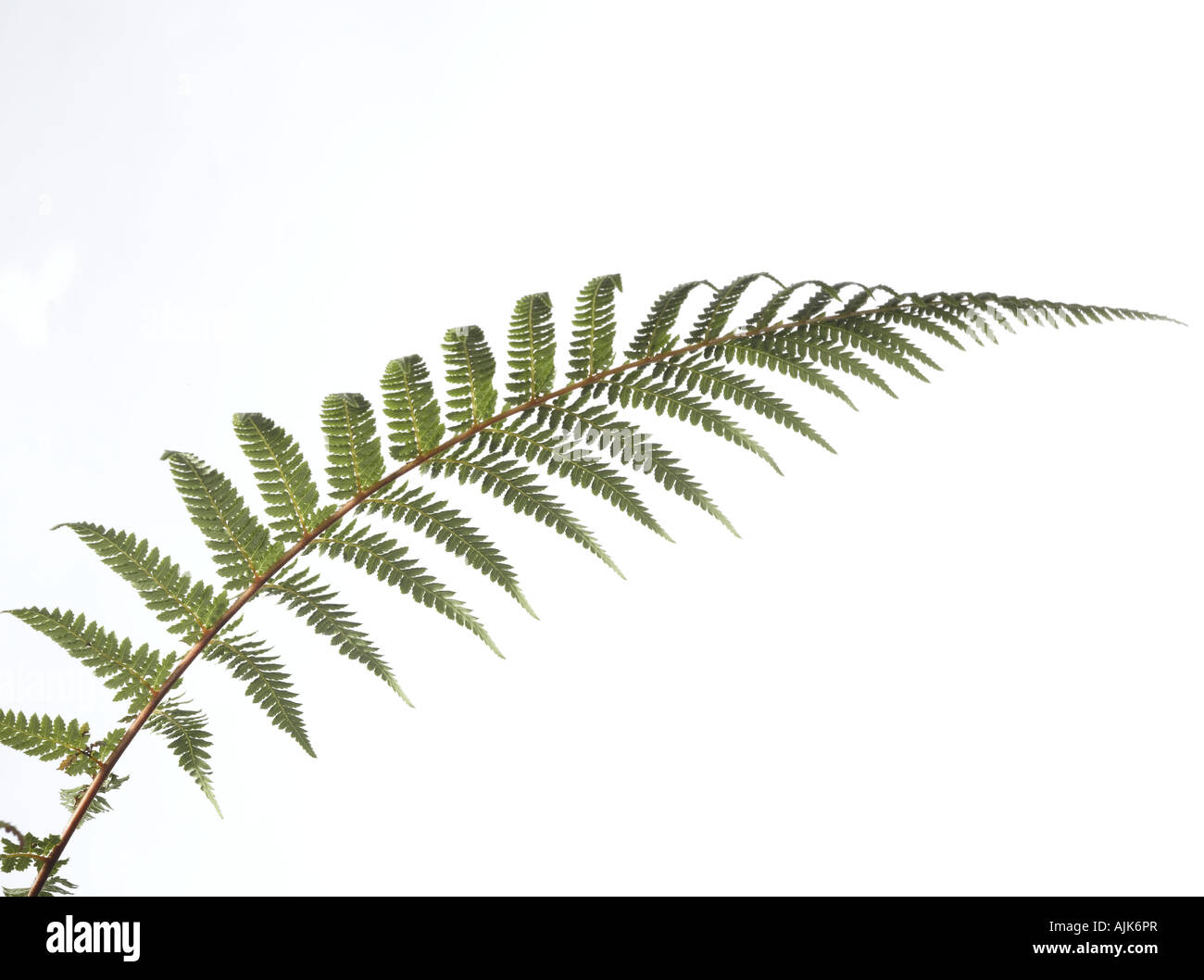 Ferns cut out hi-res stock photography and images - Alamy