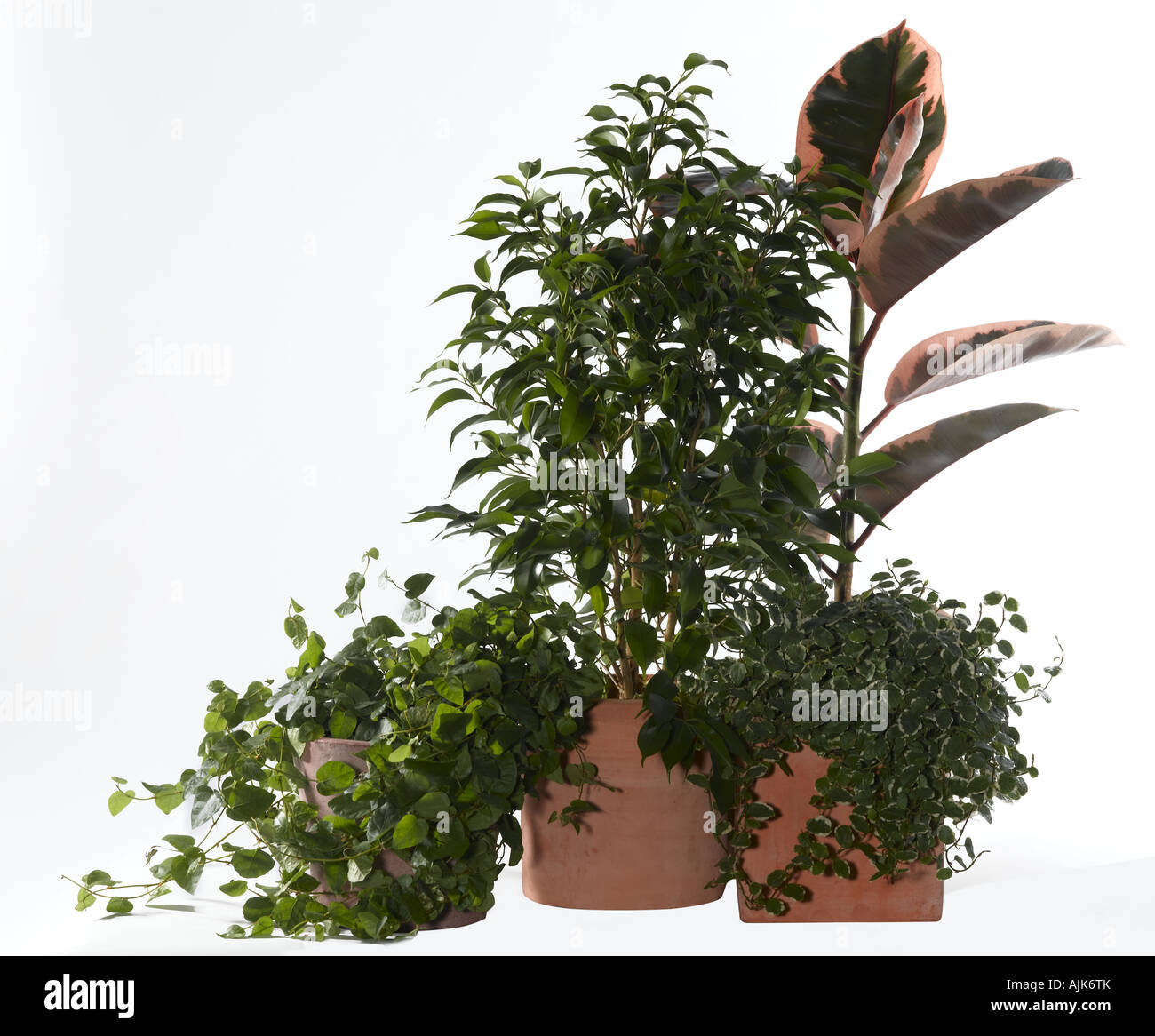 Group of houseplants Cut Out Stock Images & Pictures - Alamy