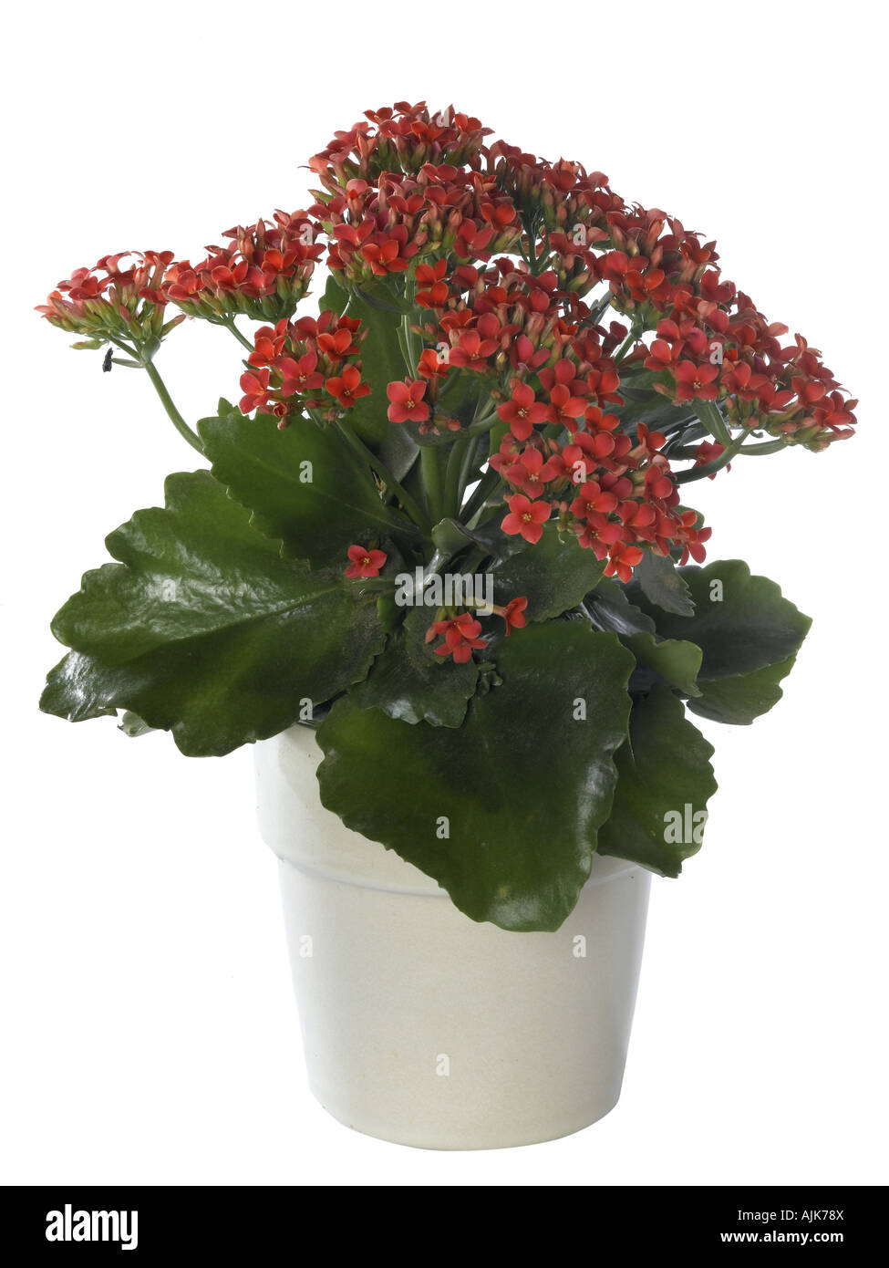 Kalanchoe kalanchoe sp hi-res stock photography and images - Alamy