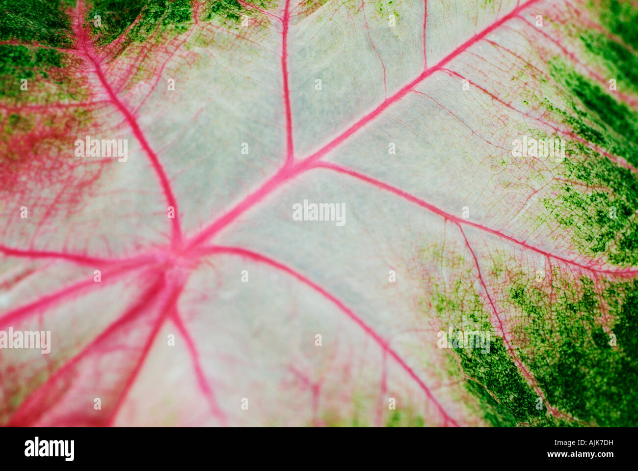 Caladium KATHLEEN Angel wings Stock Photo - Alamy