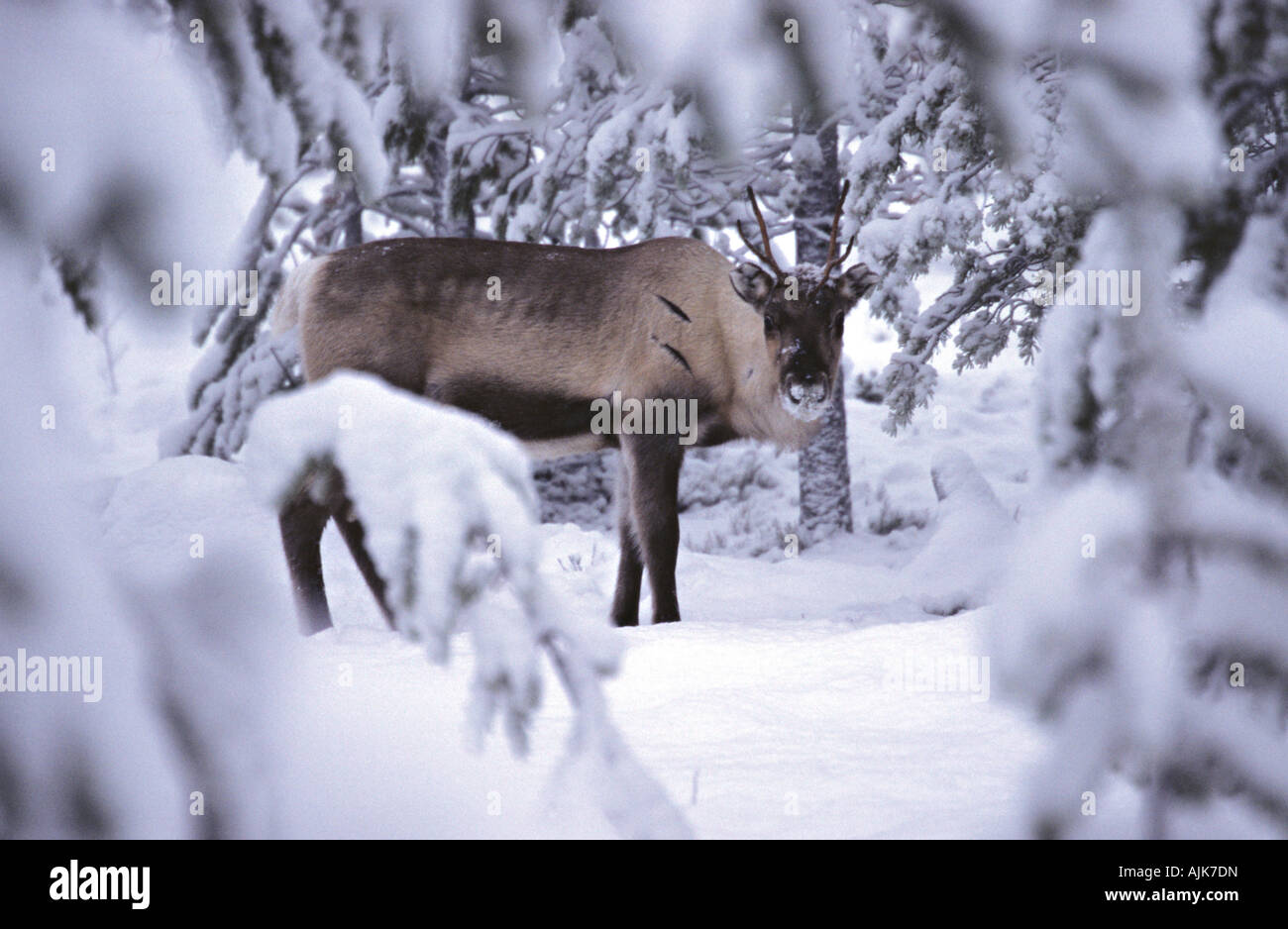 Wild reindeer hi-res stock photography and images - Alamy