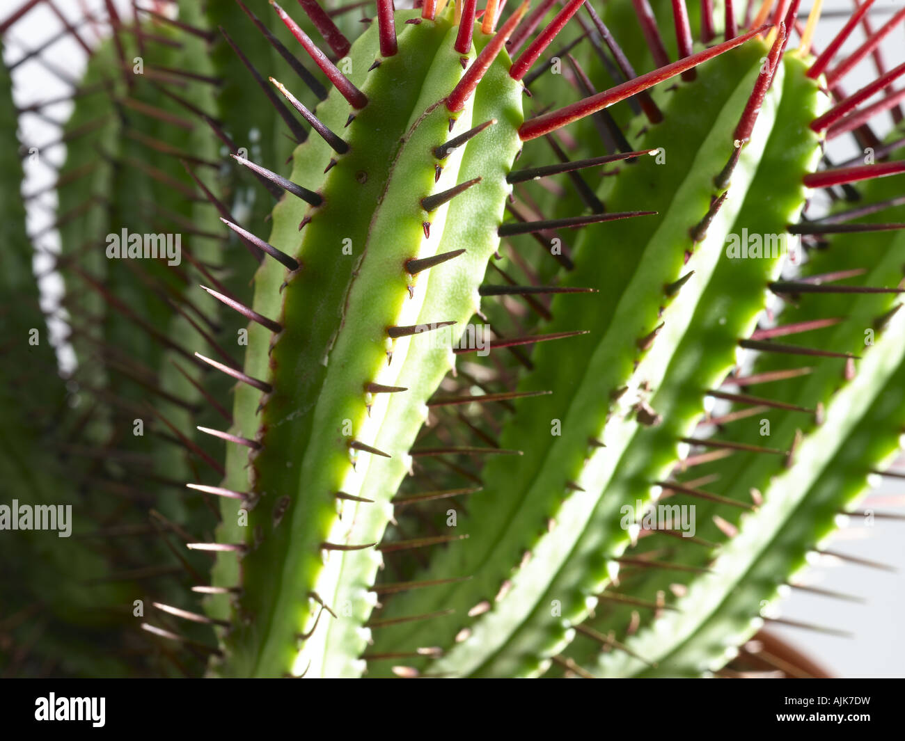 Closeup detail sharp thorns Cut Out Stock Images & Pictures - Alamy