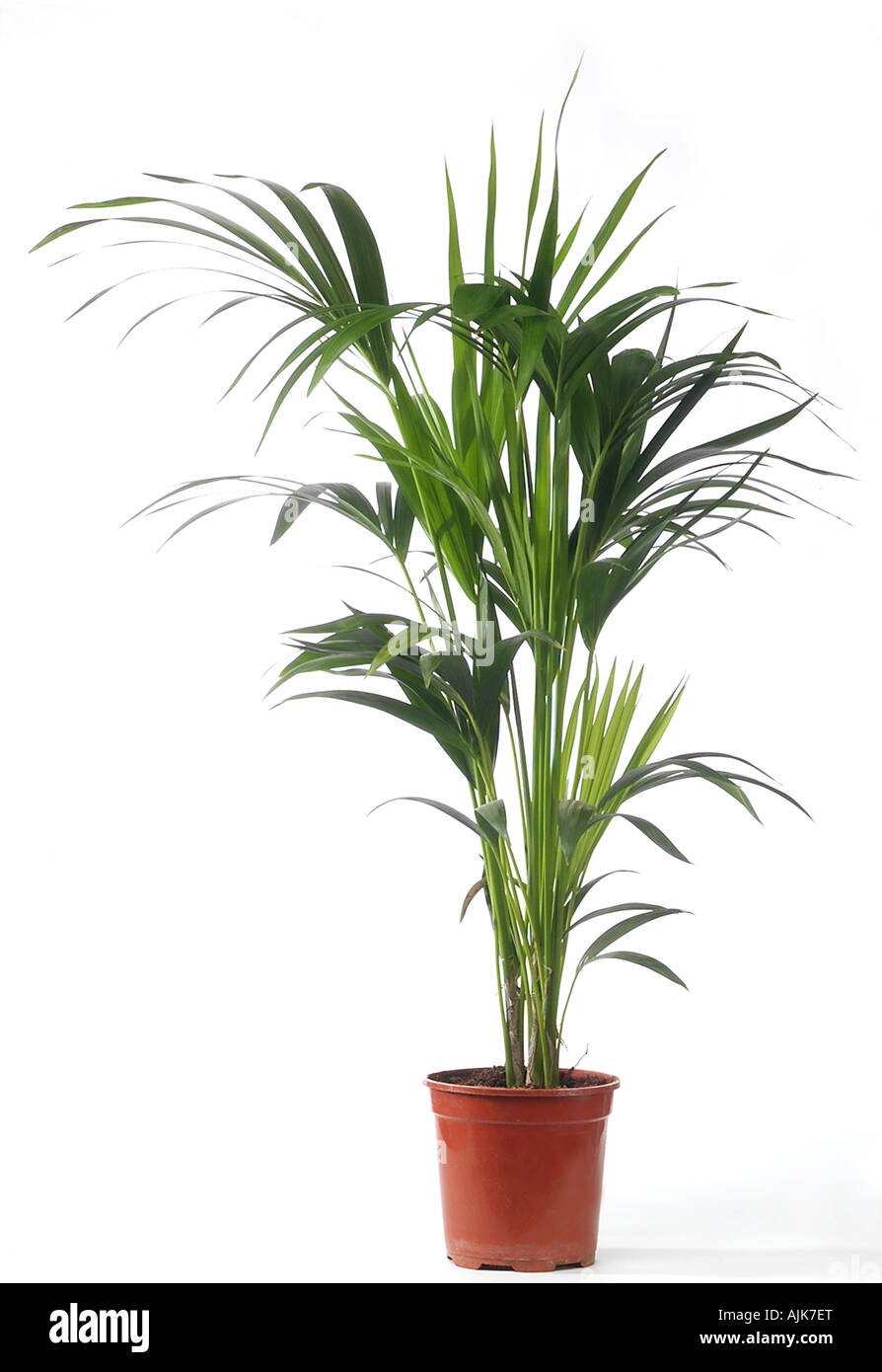 Plant Stock Photo - Alamy