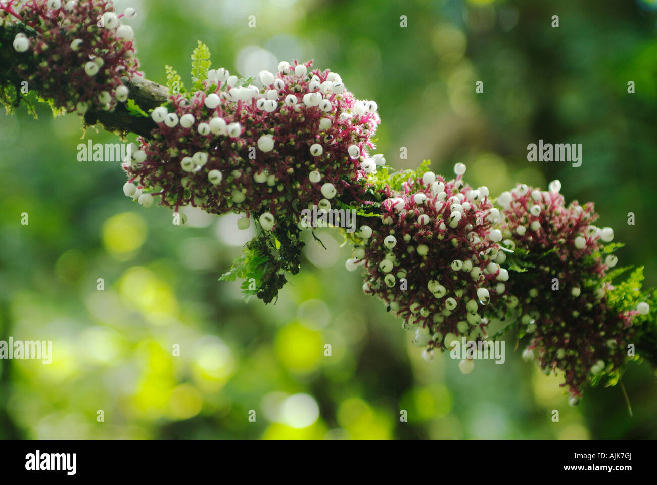 Rainforest plant, Ecuador Stock Photo - Alamy