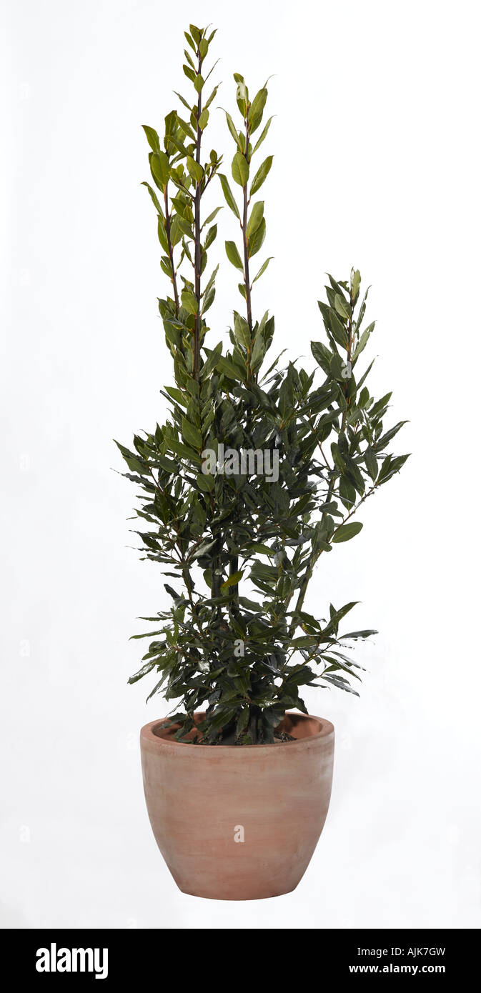Laurus nobilis pot hi-res stock photography and images - Alamy