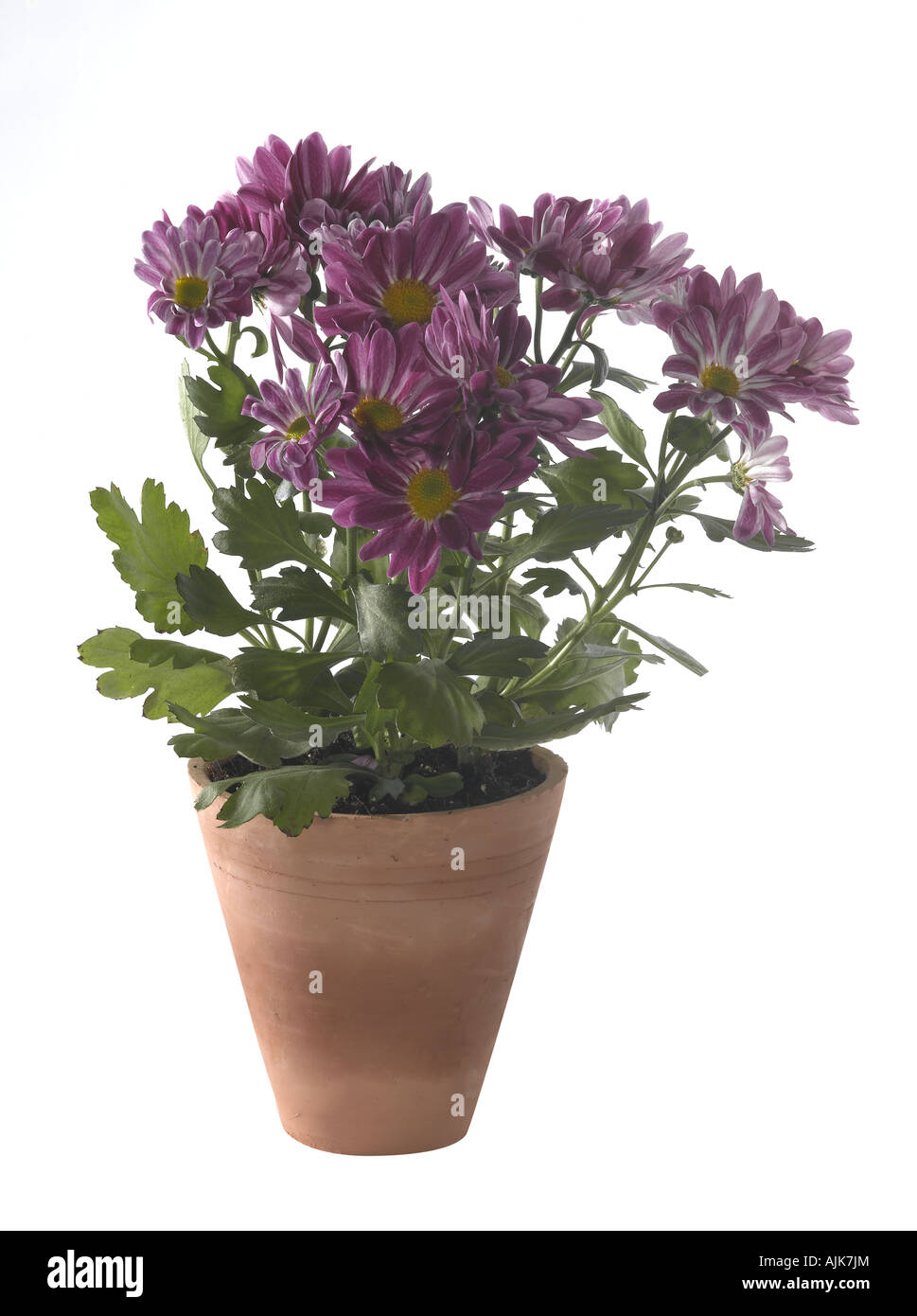 Potted daisies Cut Out Stock Images & Pictures - Alamy