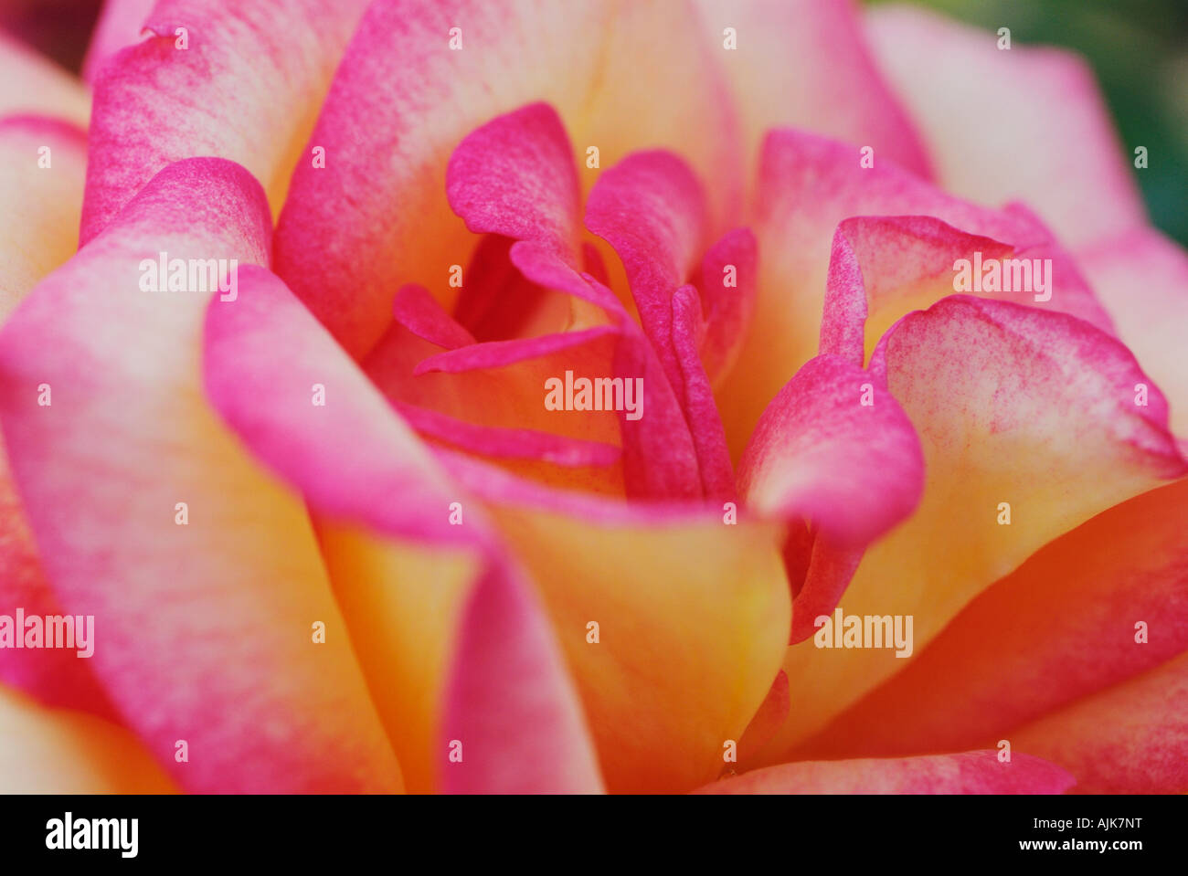 Rosa ROYAL ROMANCE Stock Photo - Alamy
