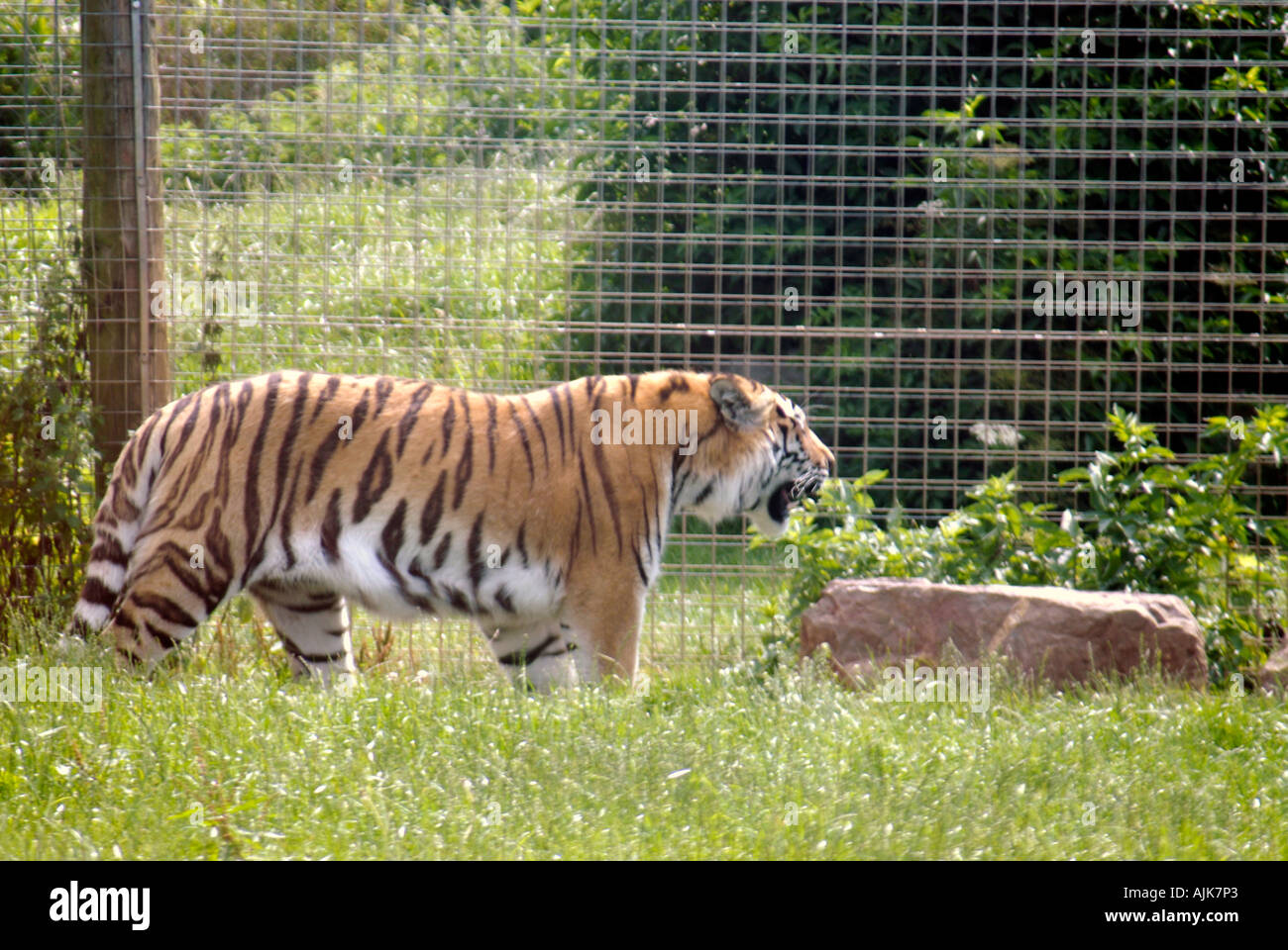 Tiger marwell zoo hi-res stock photography and images - Alamy
