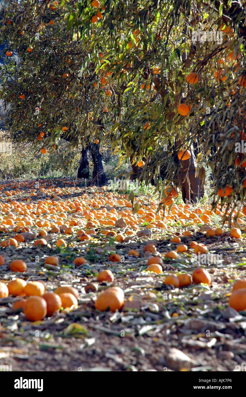 Ready to pick oranges hi-res stock photography and images - Alamy