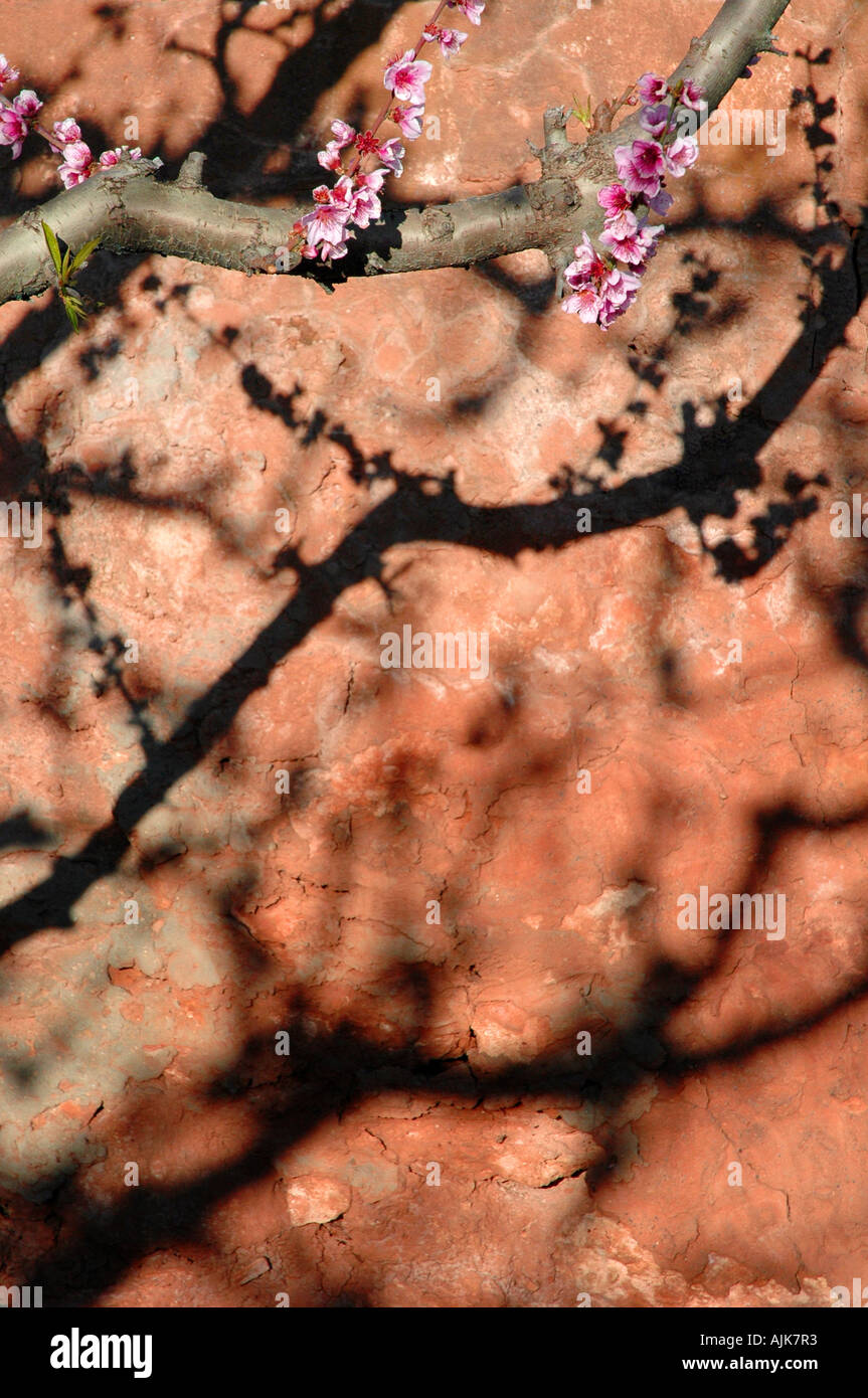 branch with blossom of an almond tree with it's shadow falling onto a ...