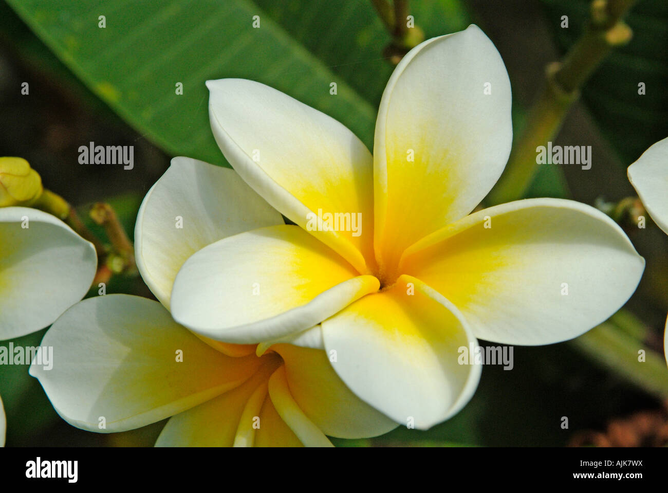 Tiare flower hi-res stock photography and images - Alamy