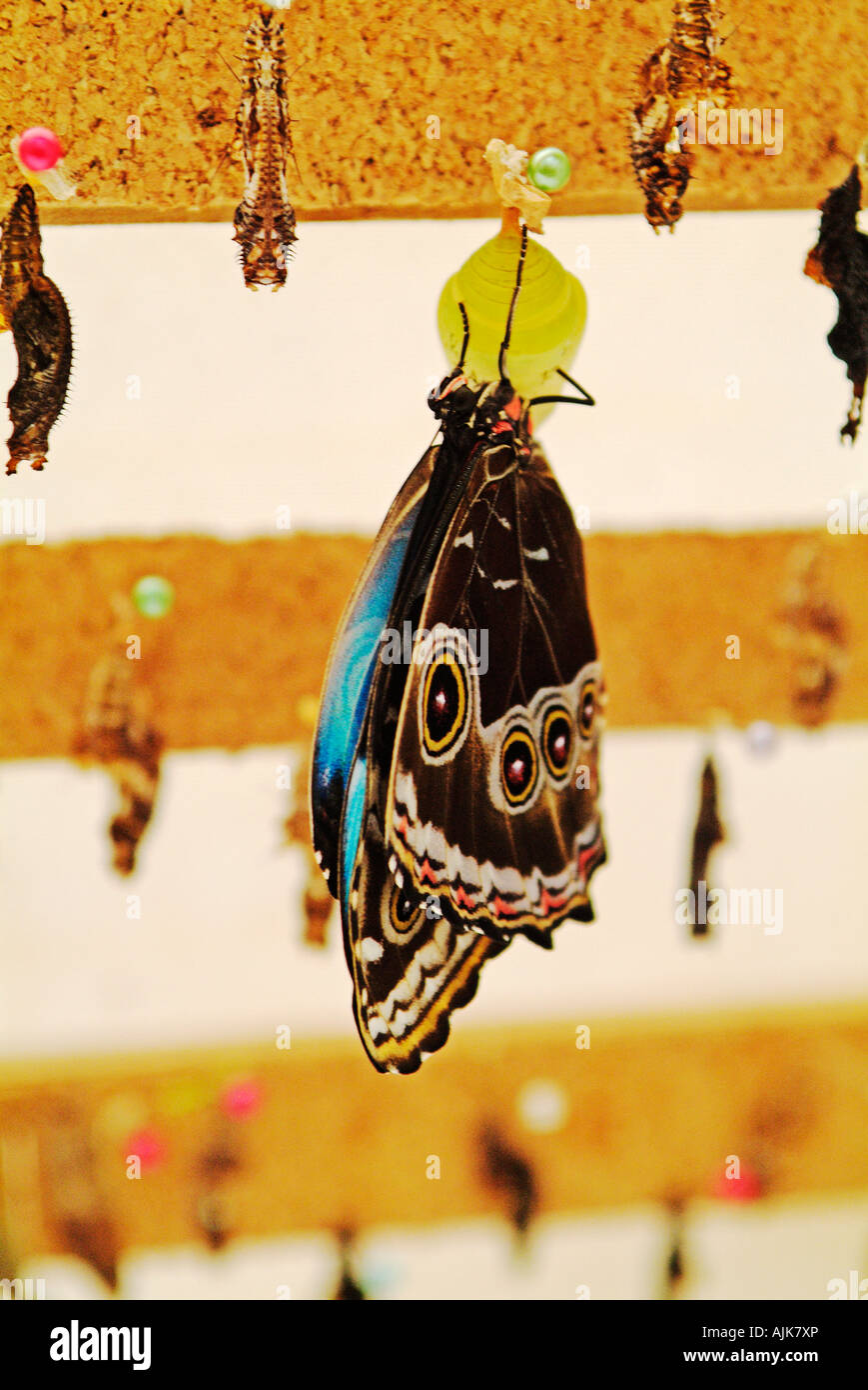 Owl Butterfly - MORPHO PELEIDES coming out of pupa in Mindo in Ecuador ...