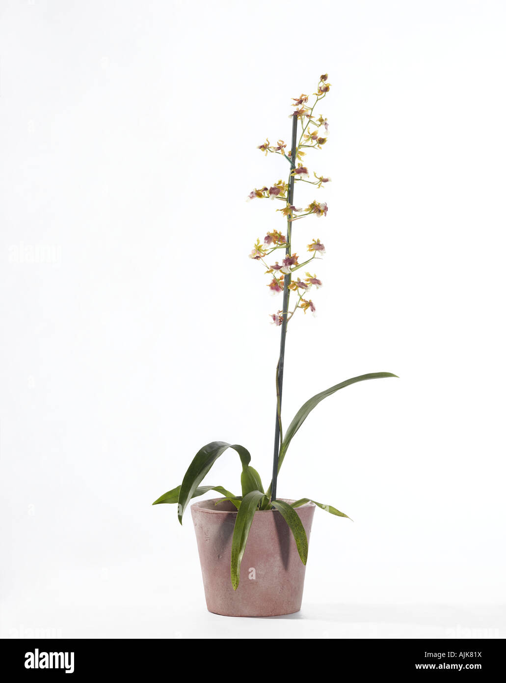 Orchid oncidium sp hi-res stock photography and images - Alamy