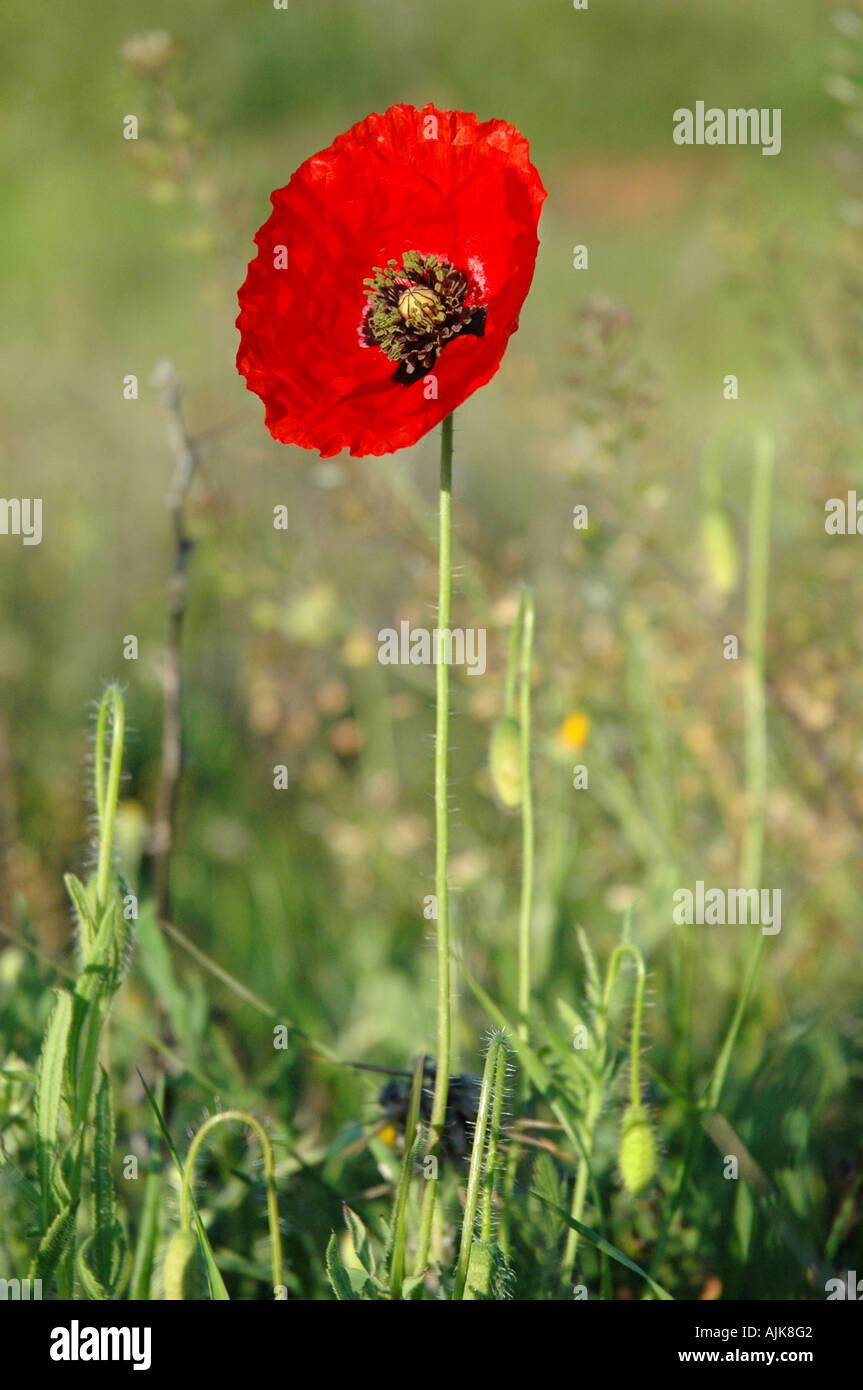 Single red poppy hi-res stock photography and images - Alamy