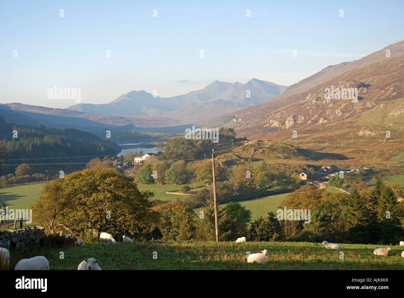 Plants of snowdonia hi-res stock photography and images - Alamy