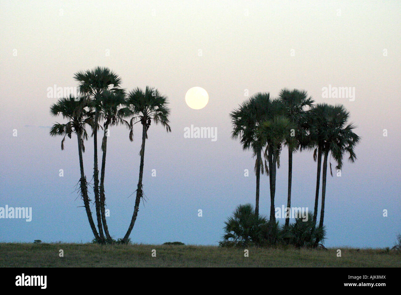 Full moon rise between palm trees in the Makgadikgadi Pans, Botswana ...