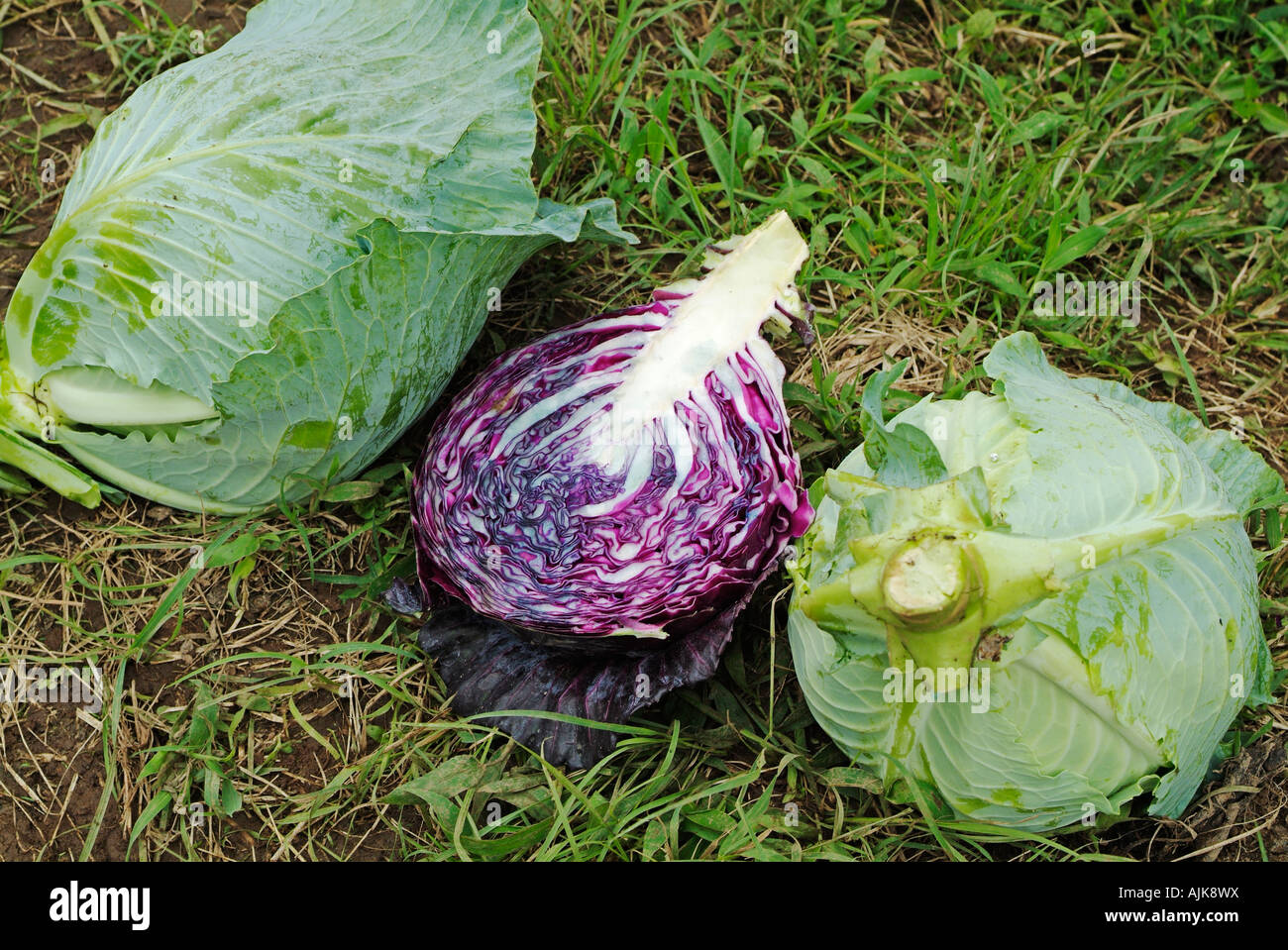 Organic red and green cabbage Stock Photo - Alamy