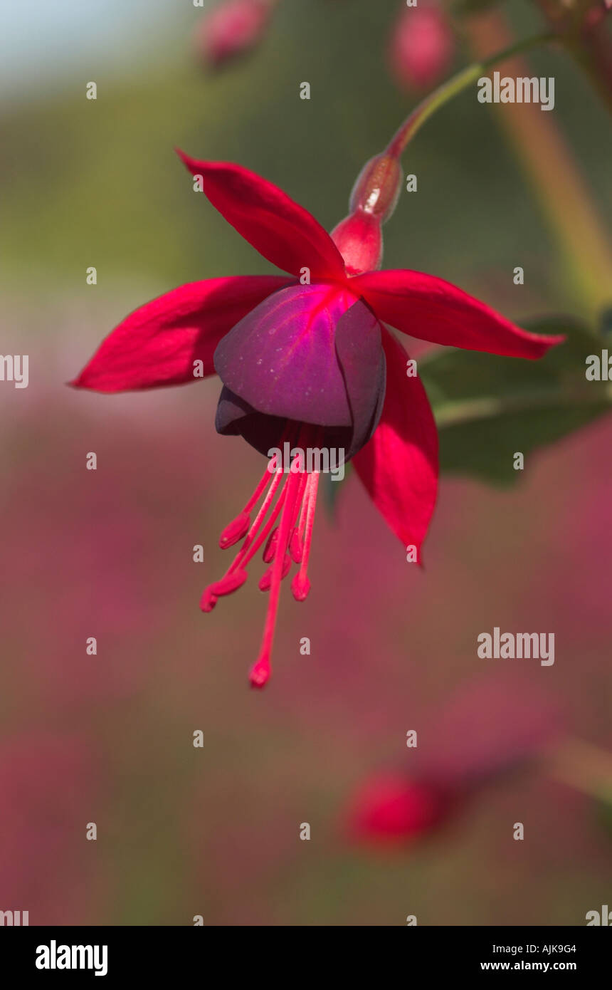 Fuschia lady boothby hi-res stock photography and images - Alamy