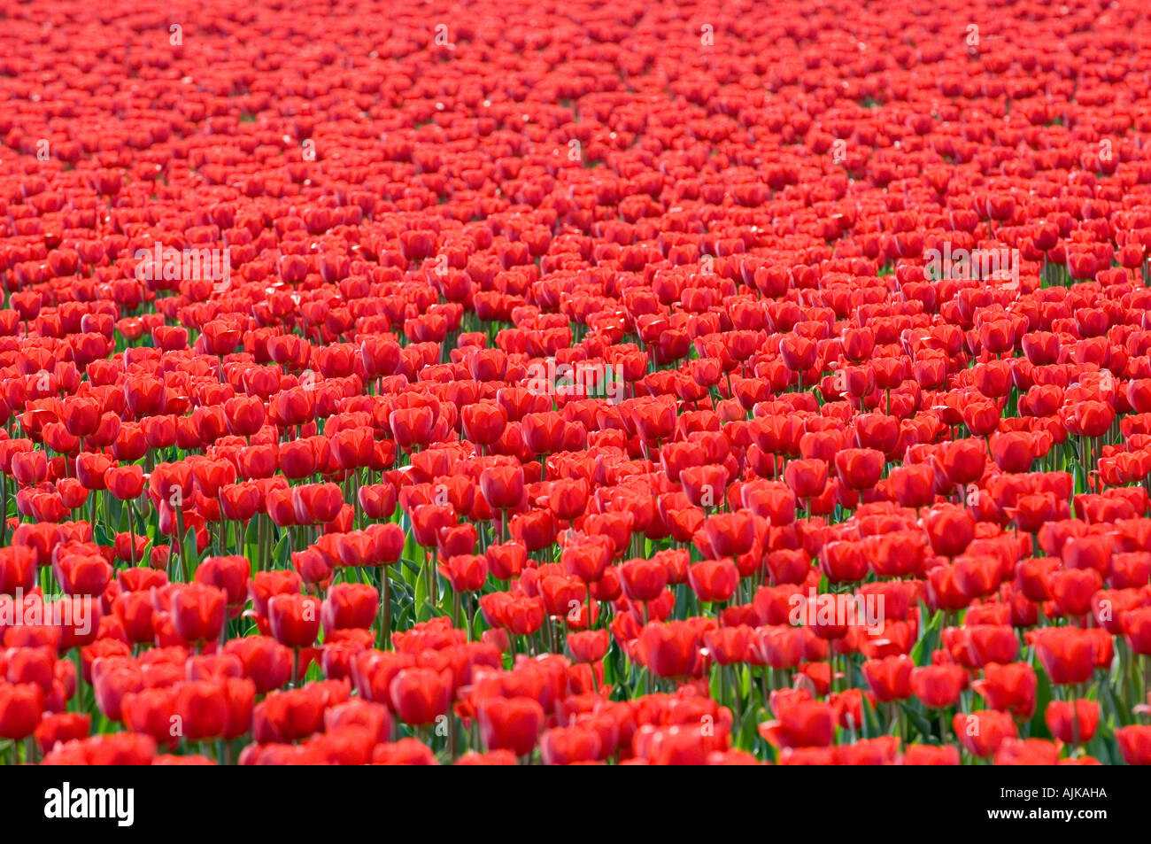 Bulb field at The Netherlands Stock Photo - Alamy