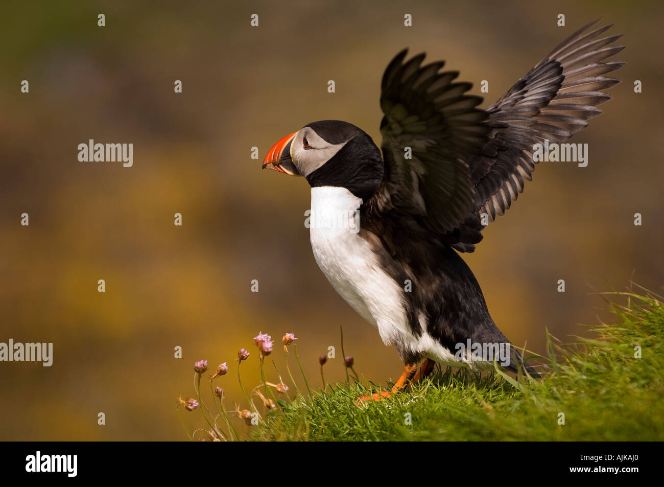 Atlantic puffin egg hi-res stock photography and images - Alamy