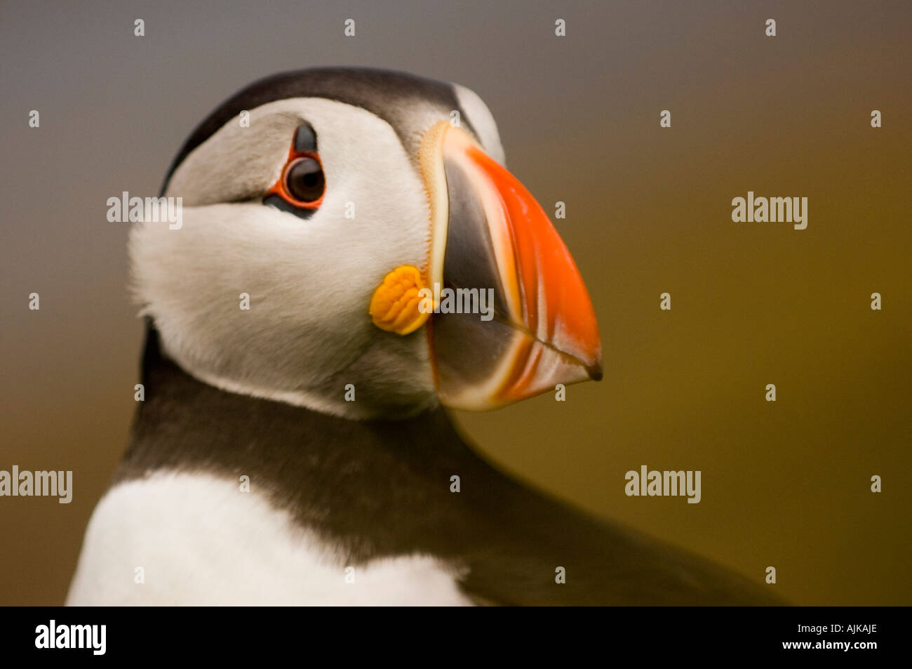 Atlantic Puffin Egg High Resolution Stock Photography and Images - Alamy