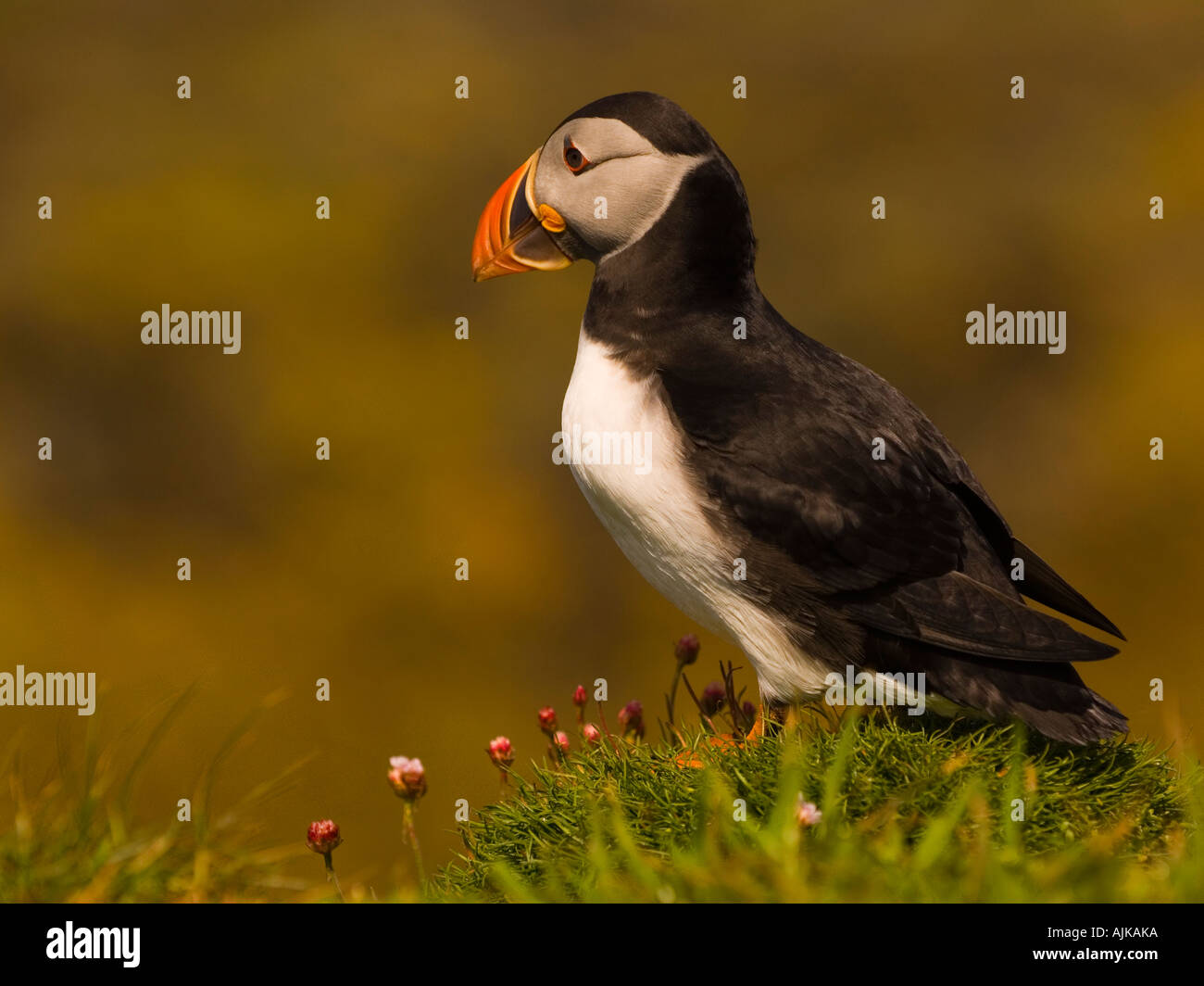Atlantic Puffin Egg High Resolution Stock Photography and Images - Alamy