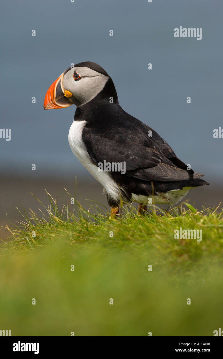 Puffin contrast hi-res stock photography and images - Alamy