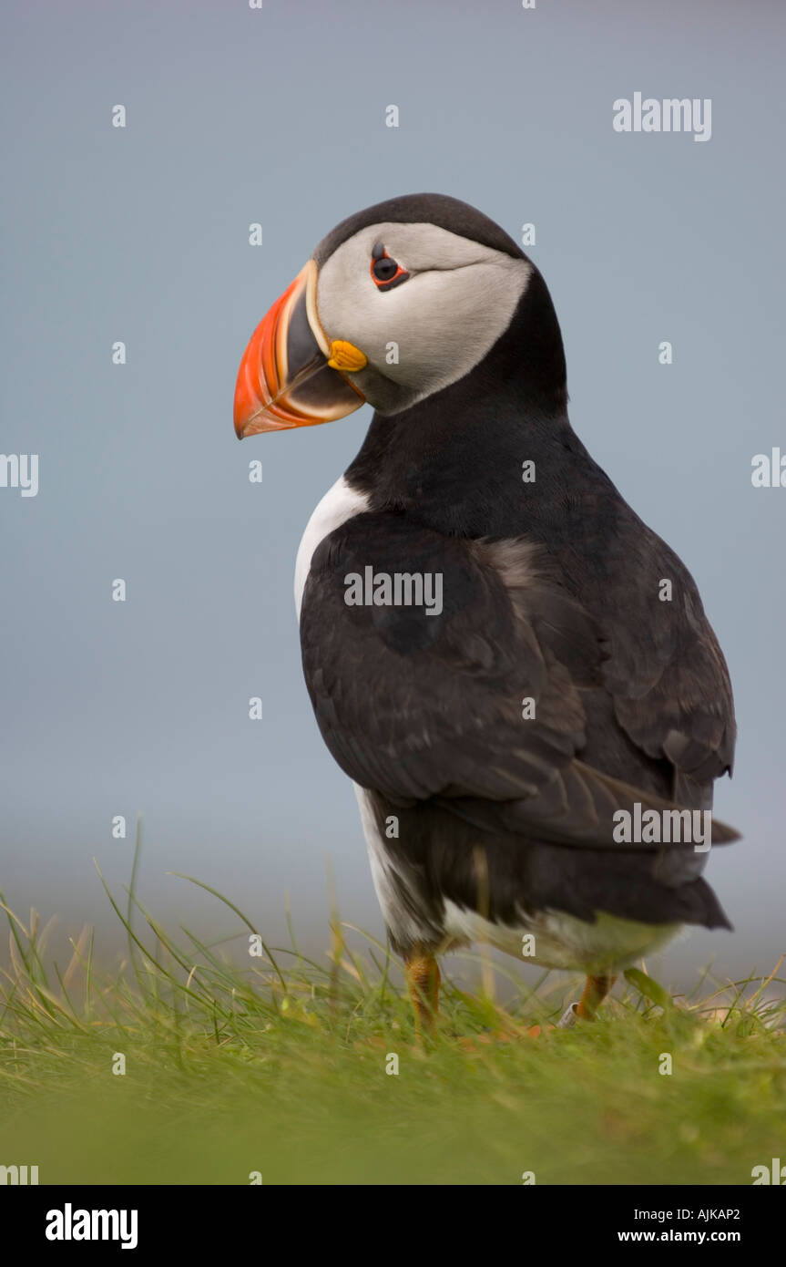 Atlantic Puffin Egg High Resolution Stock Photography and Images - Alamy