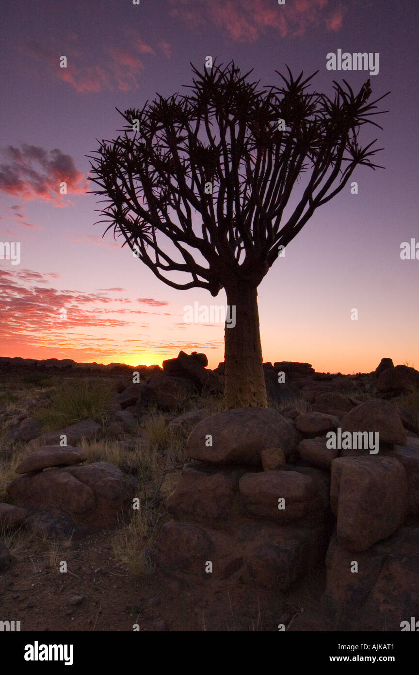 Quivertree at sunset Stock Photo - Alamy