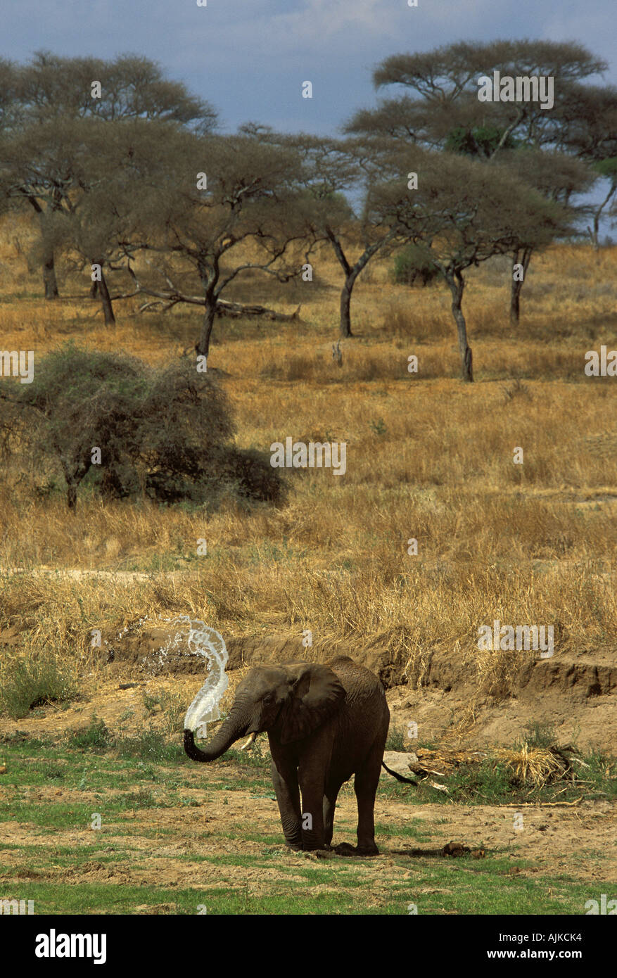 African Elephant spraying water to keep cool Stock Photo - Alamy