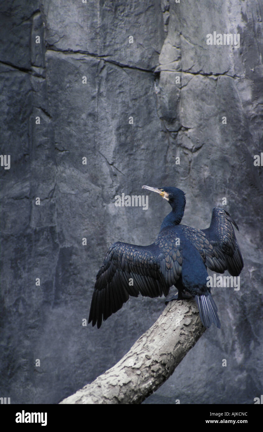 Black scalloped plumage hi-res stock photography and images - Alamy