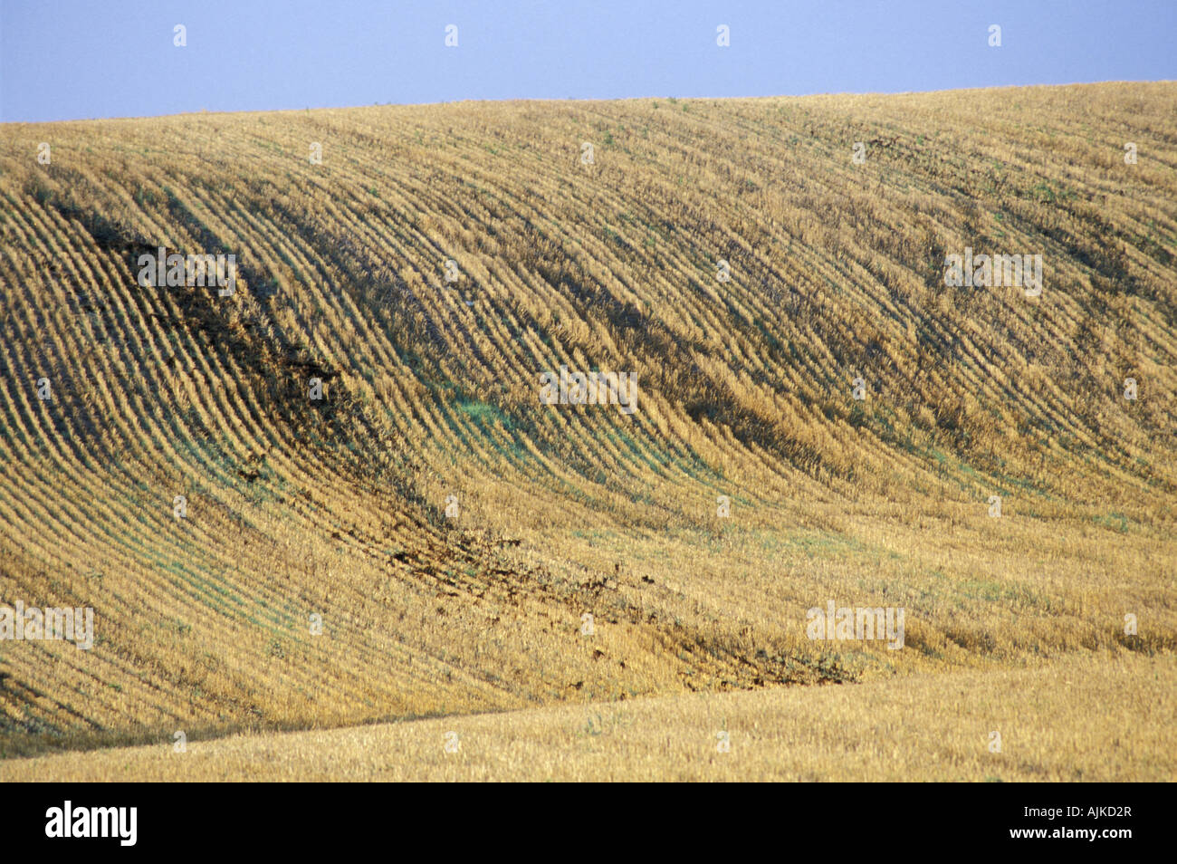 Crop Rows on a Harvested Rolling Hay Field Southwestern Ontario Canada ...