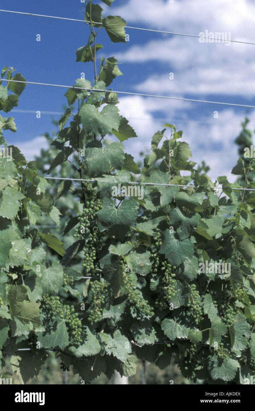 Young Grapes on the Vine Niagara Region Ontario Canada Stock Photo - Alamy