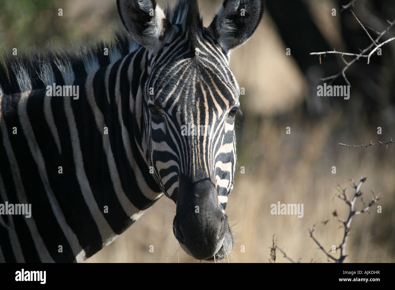 Zebra Close up head shot Stock Photo - Alamy