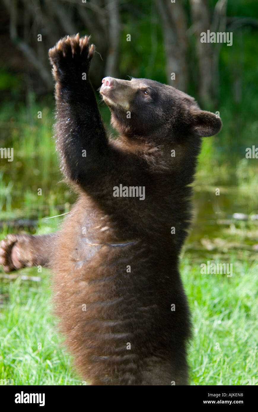 Ursus americanus cinnamomum hi-res stock photography and images - Alamy