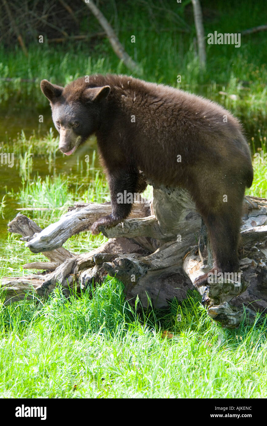 Ursus americanus cinnamomum hi-res stock photography and images - Alamy