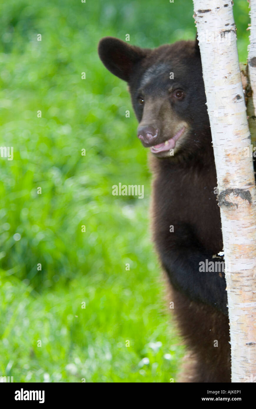 Ursus americanus cinnamomum hi-res stock photography and images - Alamy