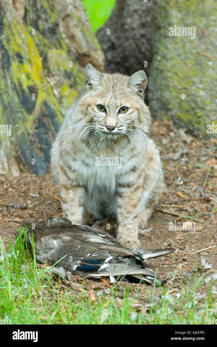 The Bobcat (Lynx rufus) is a North American mammal of the cat family ...