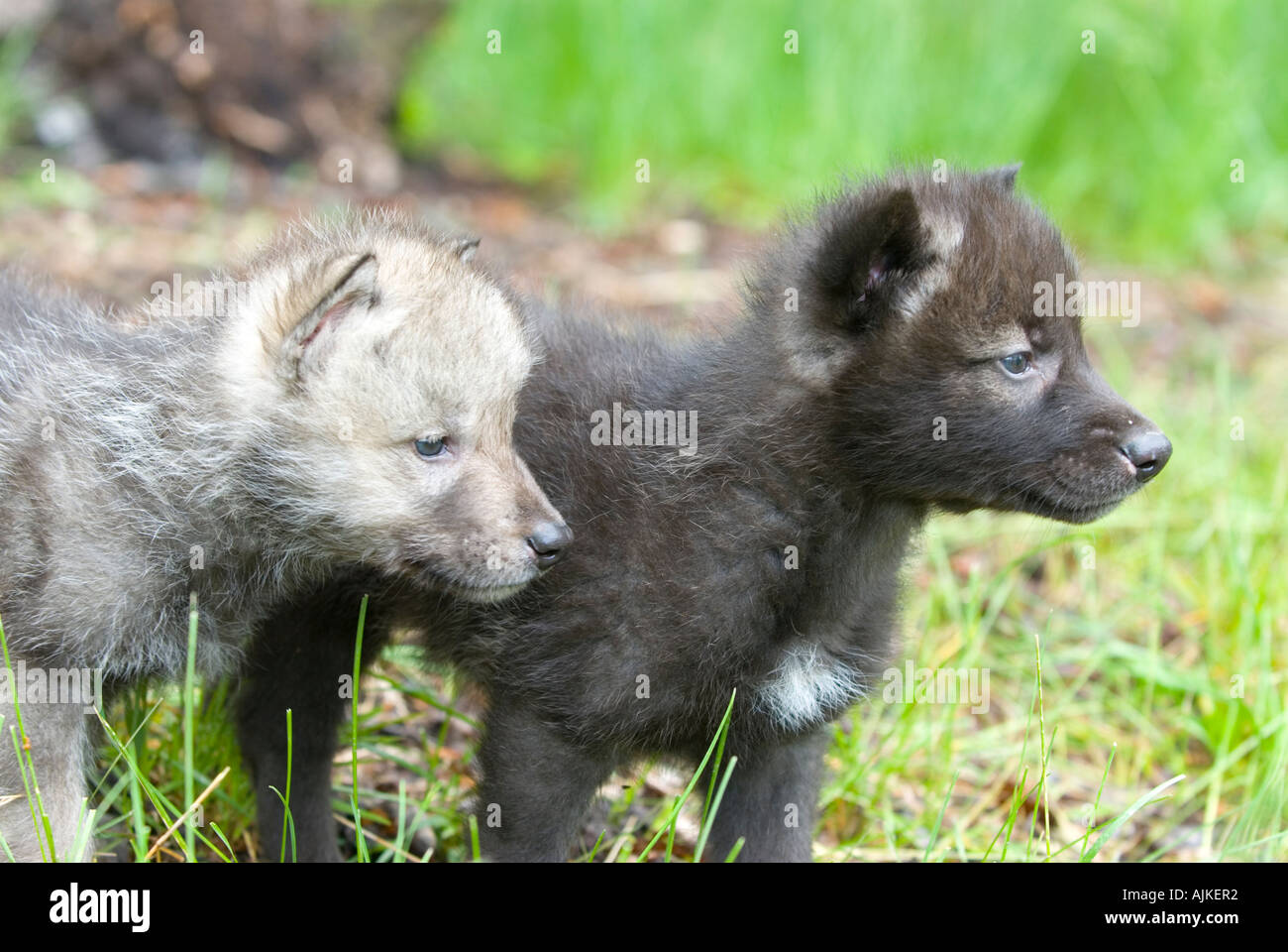 Two wolf cubs hi-res stock photography and images - Alamy