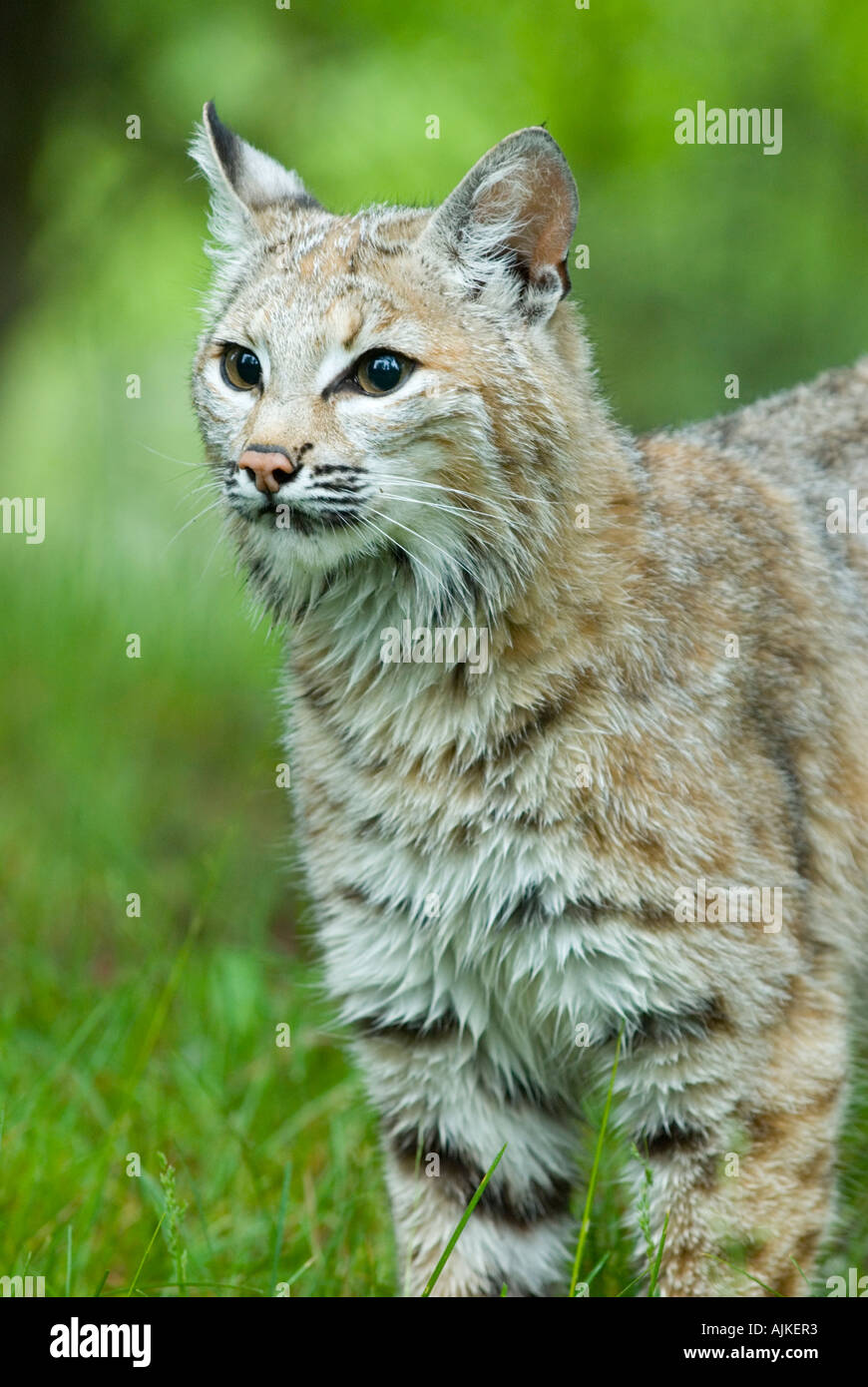 The Bobcat (Lynx rufus) is a North American mammal of the cat family ...