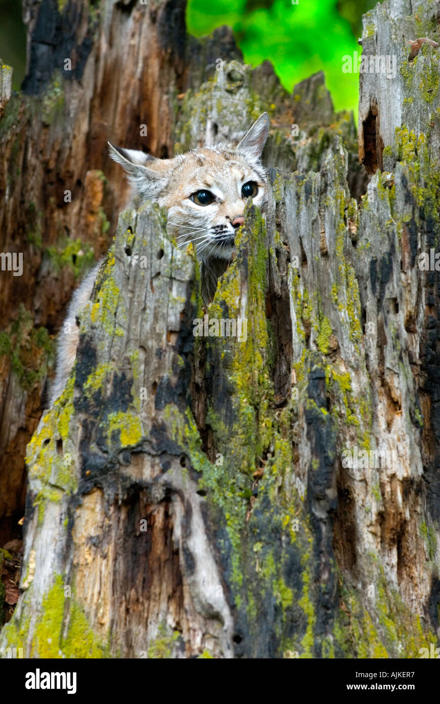 The Bobcat (Lynx rufus) is a North American mammal of the cat family ...