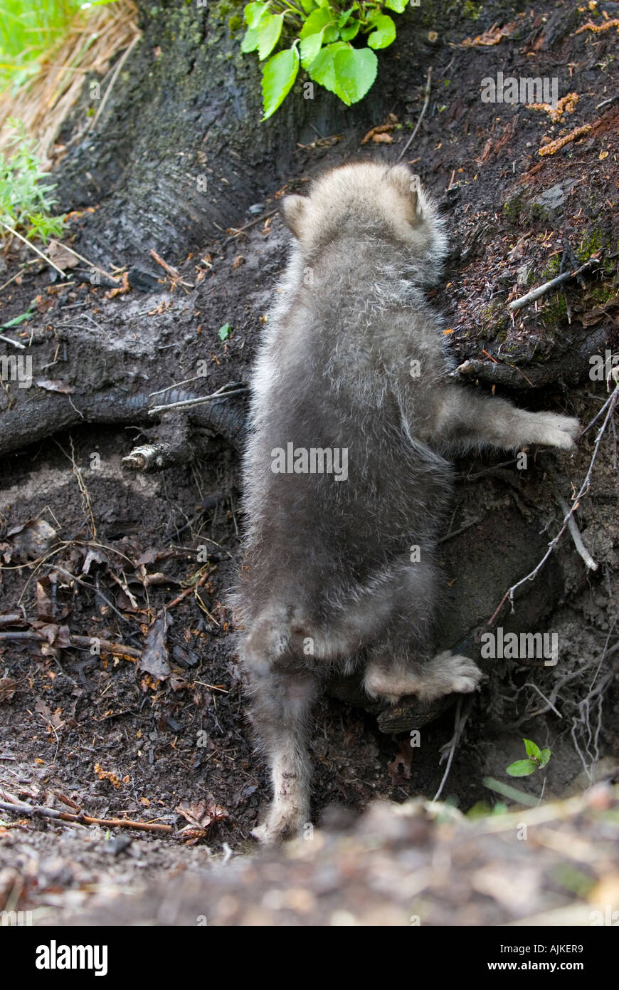 Wolf climbing hi-res stock photography and images - Alamy