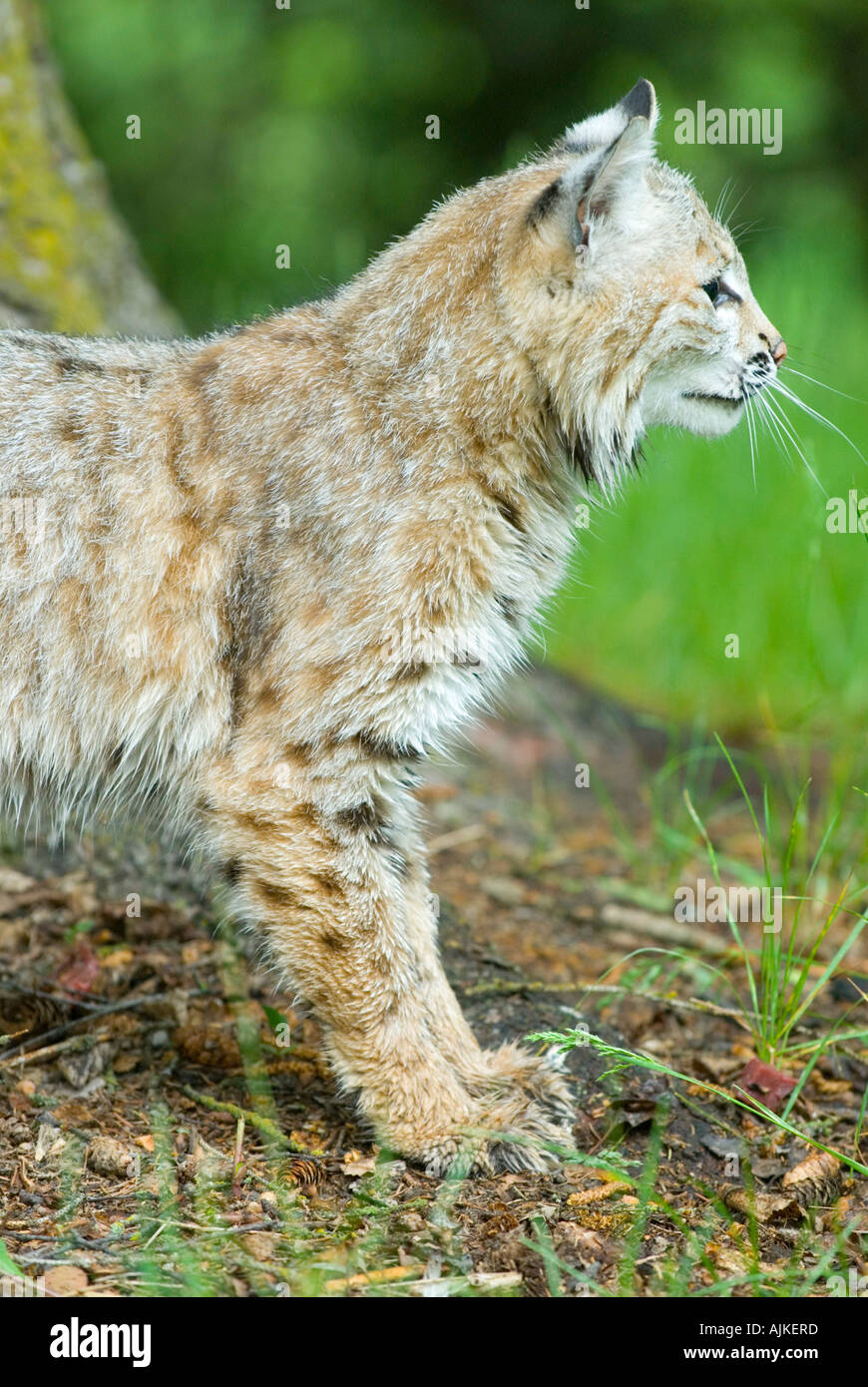The Bobcat (Lynx rufus) is a North American mammal of the cat family ...