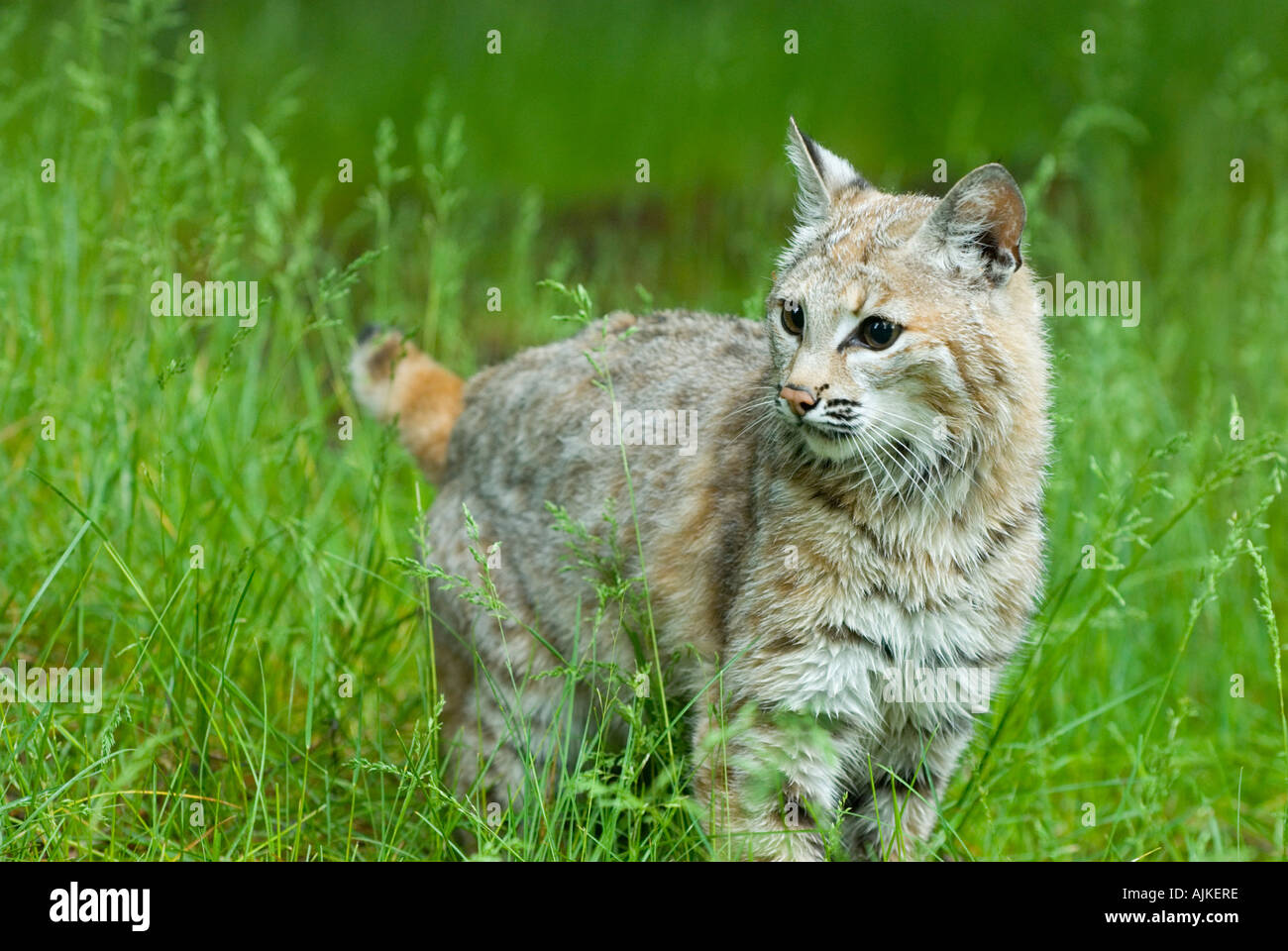 The Bobcat (Lynx rufus) is a North American mammal of the cat family ...